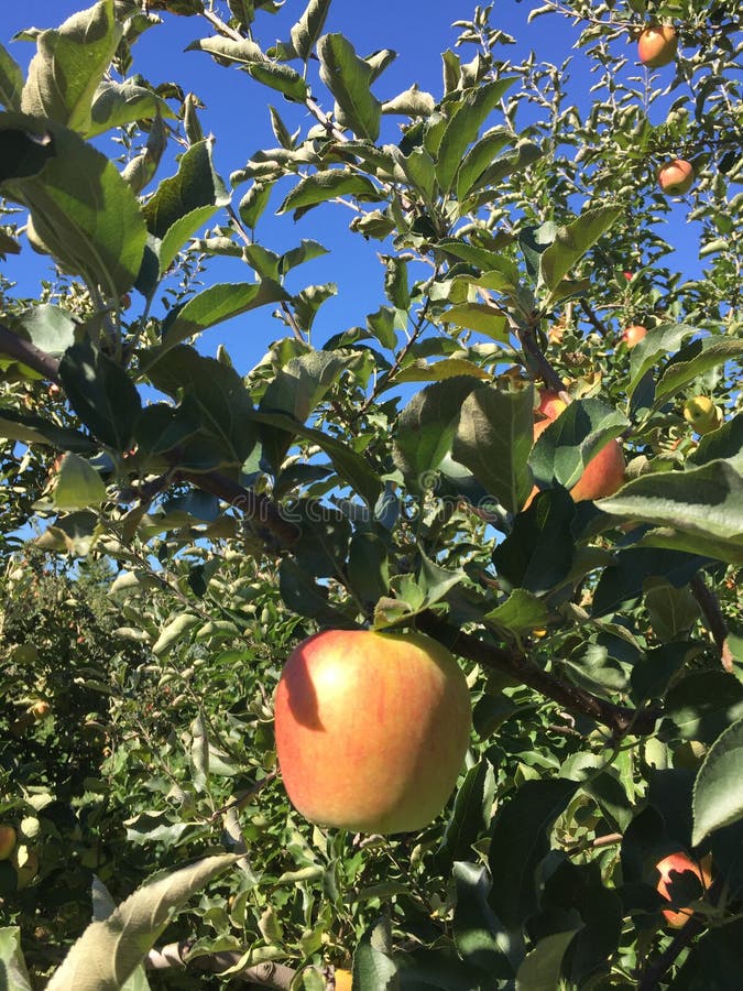 Hanging Apple stock photo. Image of apple, ready, pick - 101064392