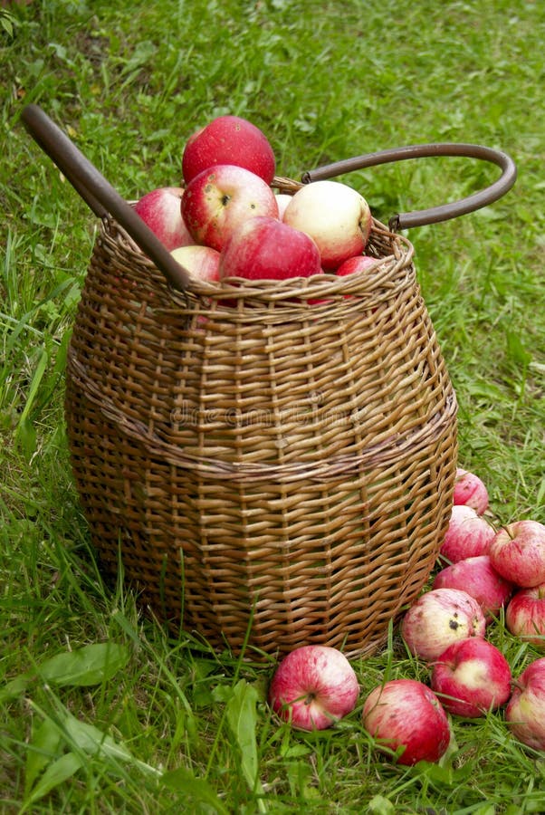 Apple harvest stock photo. Image of healthy, fruit, fall - 11000078