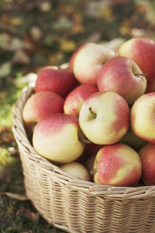 Apple Harvest stock photo. Image of food, harvest, hands - 21007242