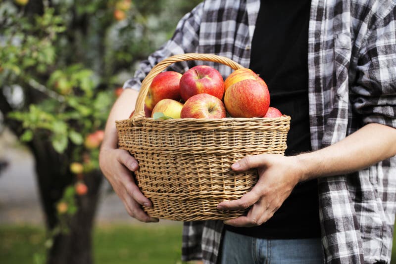 Apple Harvest stock photo. Image of food, harvest, hands - 21007242