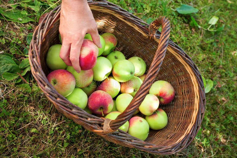 Apple harvest stock photo. Image of market, food, green - 27054618