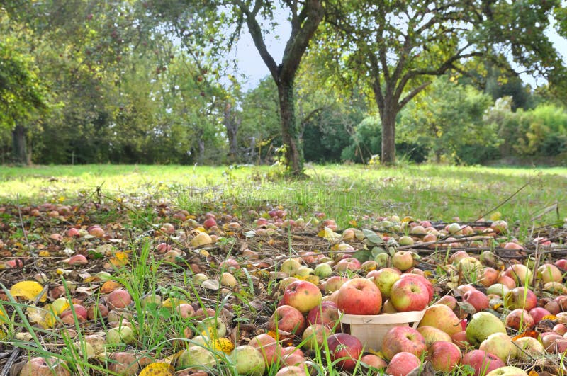 Apple harvest stock image. Image of apples, freshness - 27246779