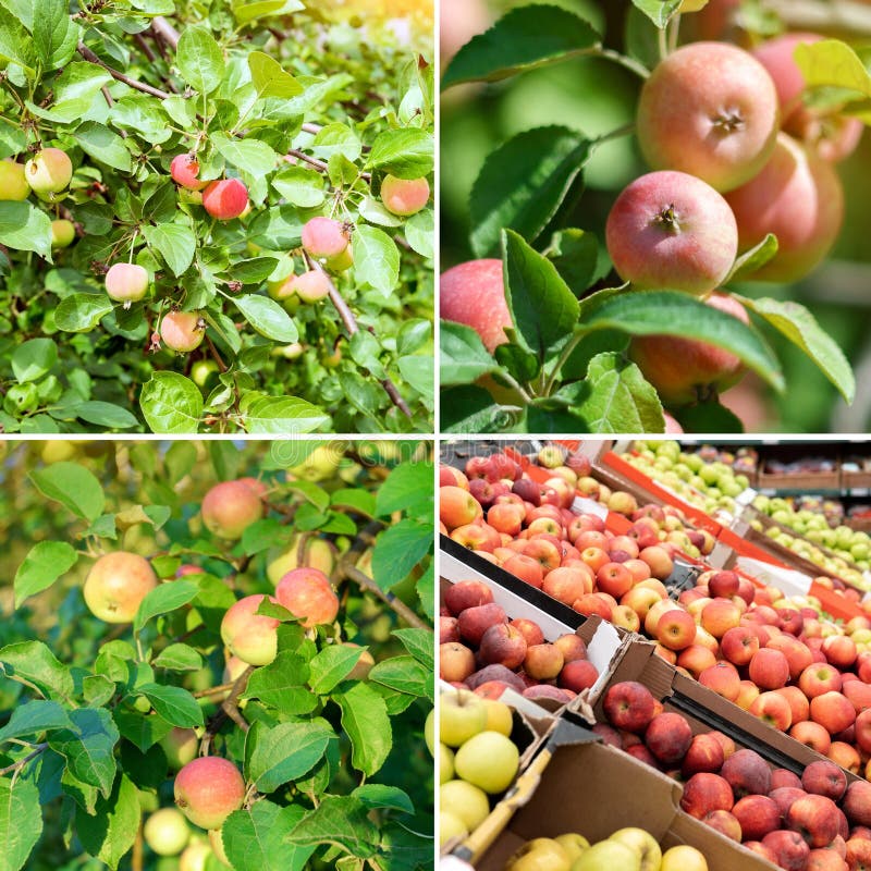 Collage of Different Varieties of Apples, Harvesting Process. Square ...