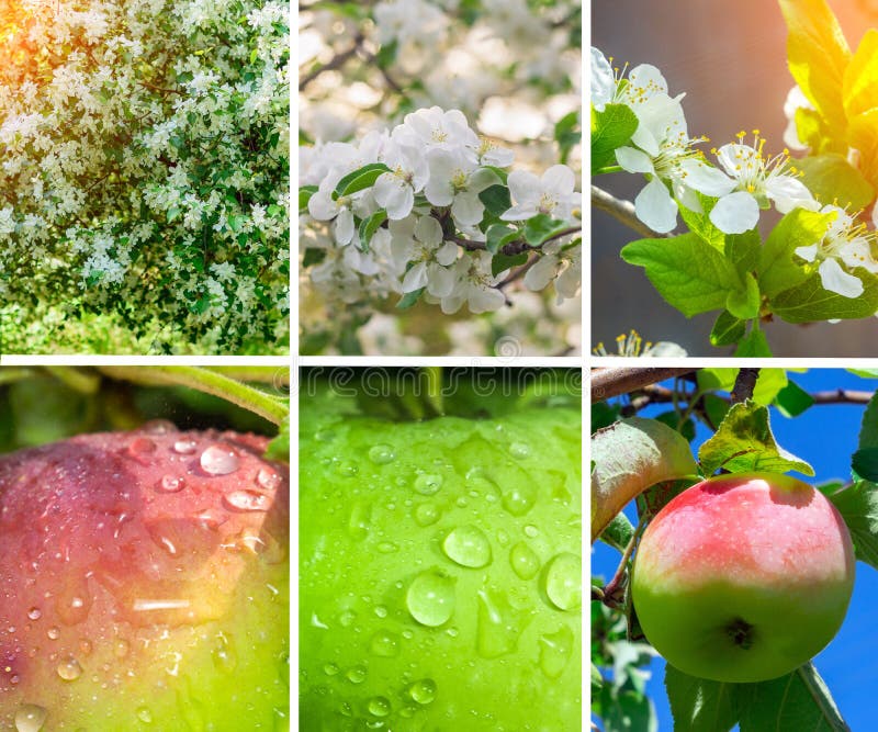 Apple Harvest Collage and Freshly Picked Apple, Orchard. Square Format ...