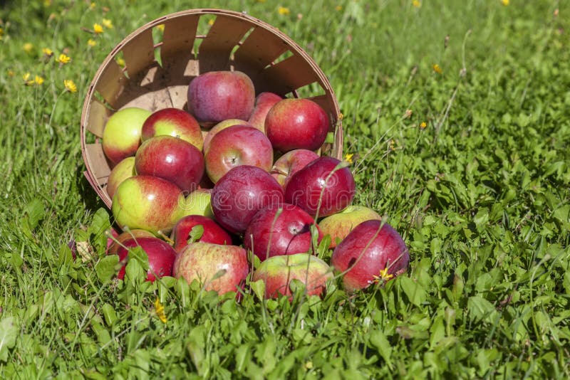 Apple harvest stock photo. Image of healthy, fruit, fall - 11000078