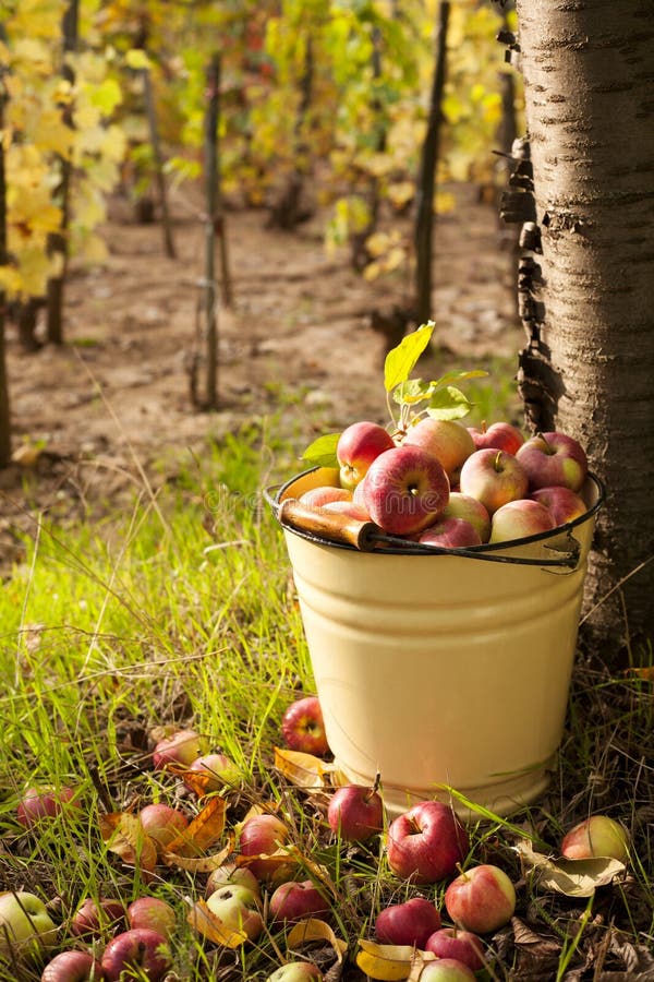Apple harvest stock image. Image of orchard, healthy - 35281971