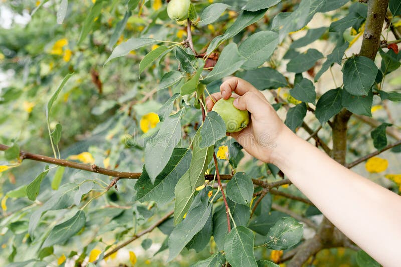 Apple Harvest, Hand Pulls a Small Green Apple from the Tree Stock Photo ...