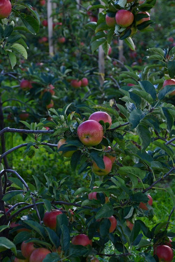 Apple Harvest in the Old Country at the River Elbe, Lower Saxony Stock ...