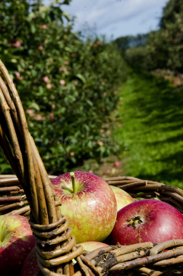 Apple harvest stock photo. Image of closeup, freshness - 43791256