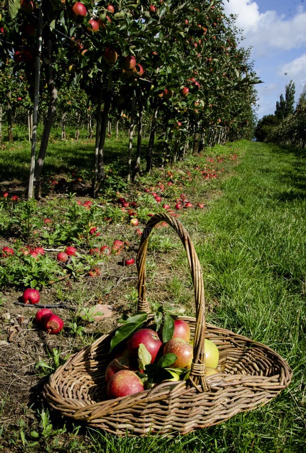 Apple harvest stock image. Image of basket, landscape - 43791337