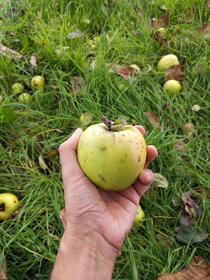 Apple harvest orchard stock image. Image of nature, produce - 204400557
