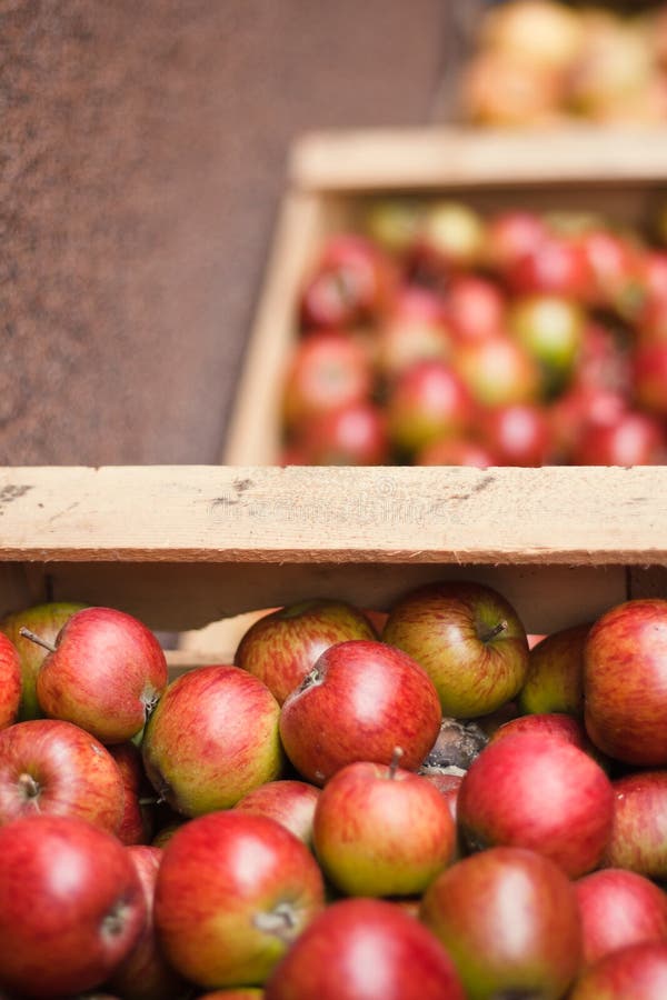 Apple harvest stock image. Image of apples, harvest, ripe - 60904627