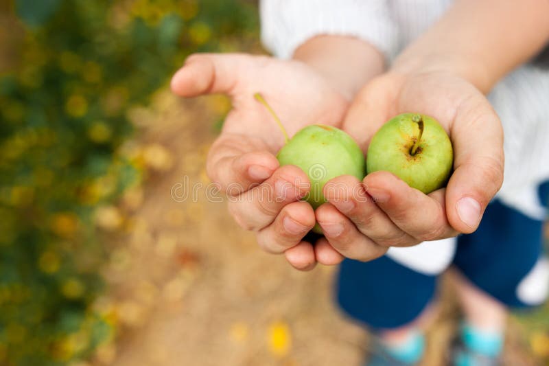 Apple Harvest, Two Small Green Apples in the Hands of a Farmer Stock ...