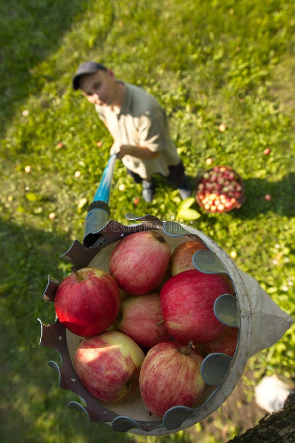 Apple harvesting. stock photo. Image of harvest, people - 194108856