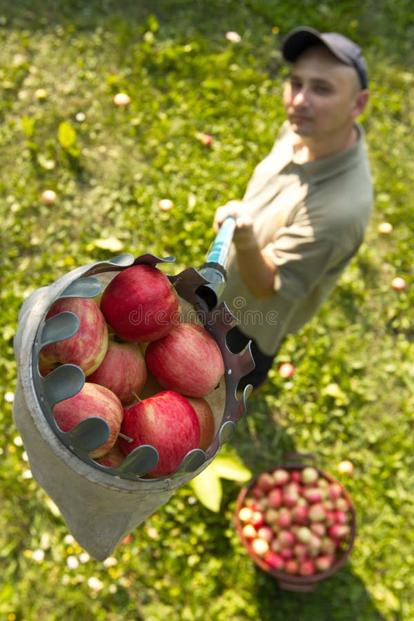 Apple harvesting. stock photo. Image of collect, harvest - 194108872
