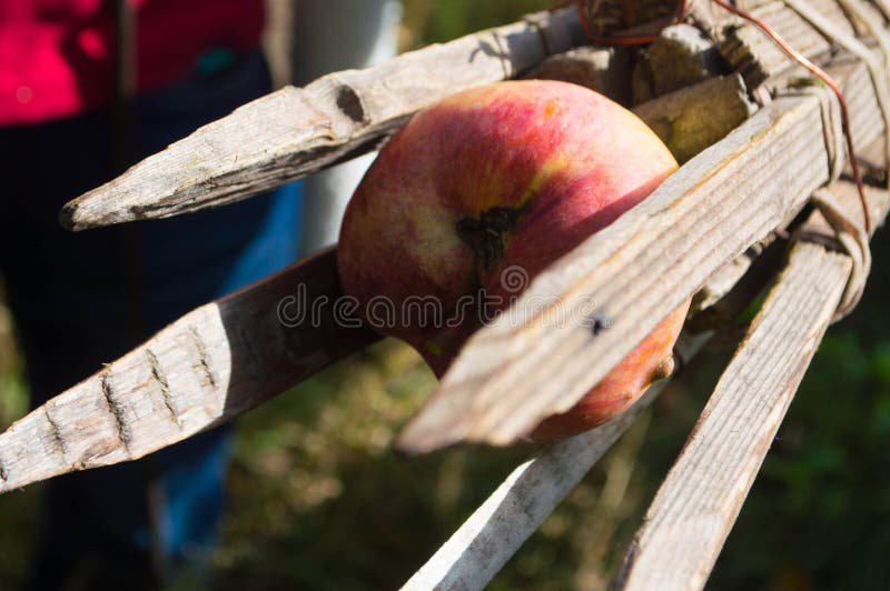 Apple Harvesting with Fruit Picking Tool from High Tree Stock Image ...