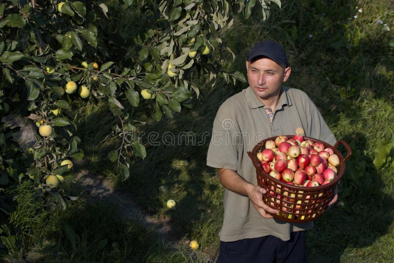 Apple harvesting. stock photo. Image of farming, harvest - 194108832