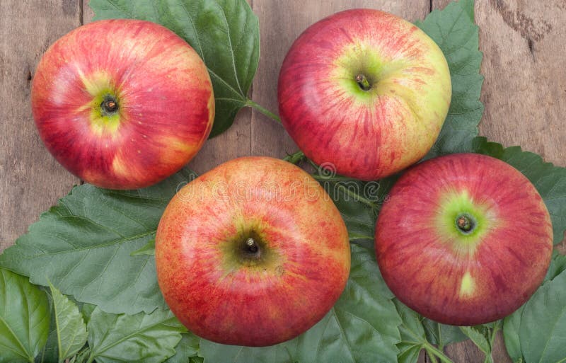 Apple Idared stock image. Image of rustic, organic, nature - 34951327