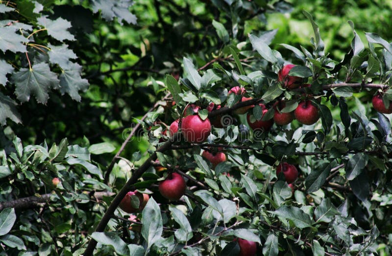 Apple Idared Auf Einer Niederlassung Eines Baums Stockbild - Bild von ...