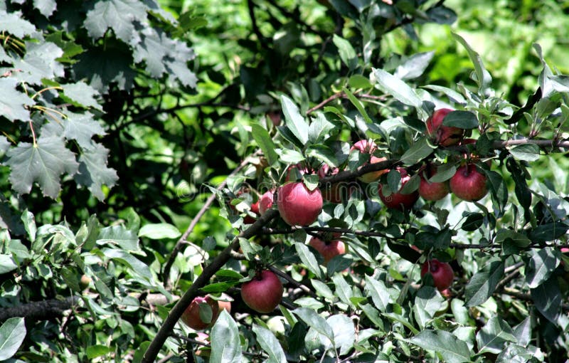 Apple Idared Auf Einer Niederlassung Eines Baums Stockbild - Bild von ...