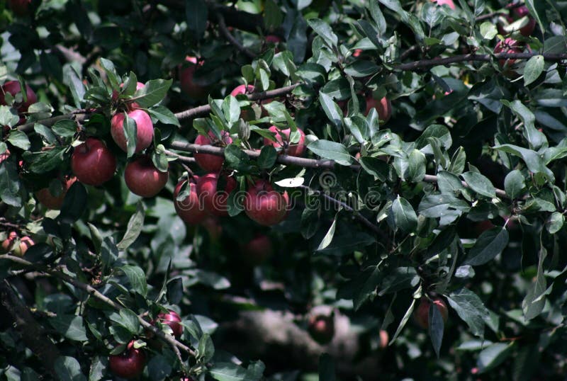 Apple Idared Auf Einer Niederlassung Eines Baums Stockbild - Bild von ...
