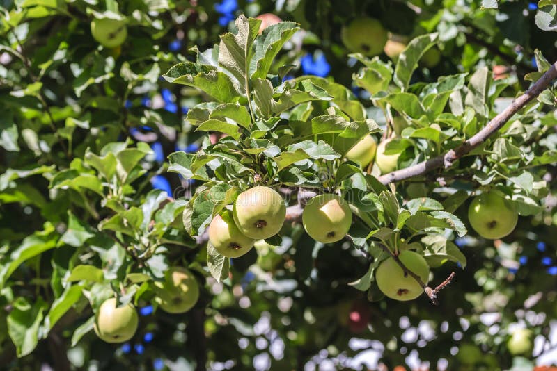 Apple in India stock image. Image of kullu, fresh, health - 70081171