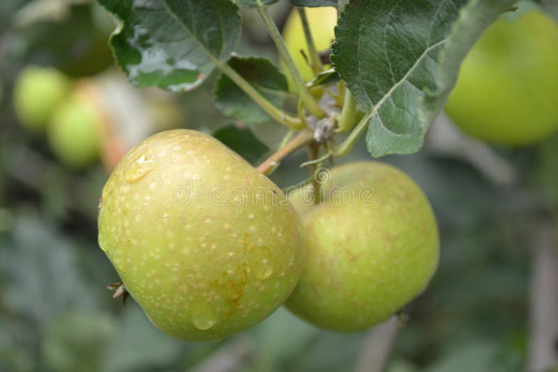 Delicious Apple Malang Stock Photos - Free & Royalty-Free Stock Photos ...