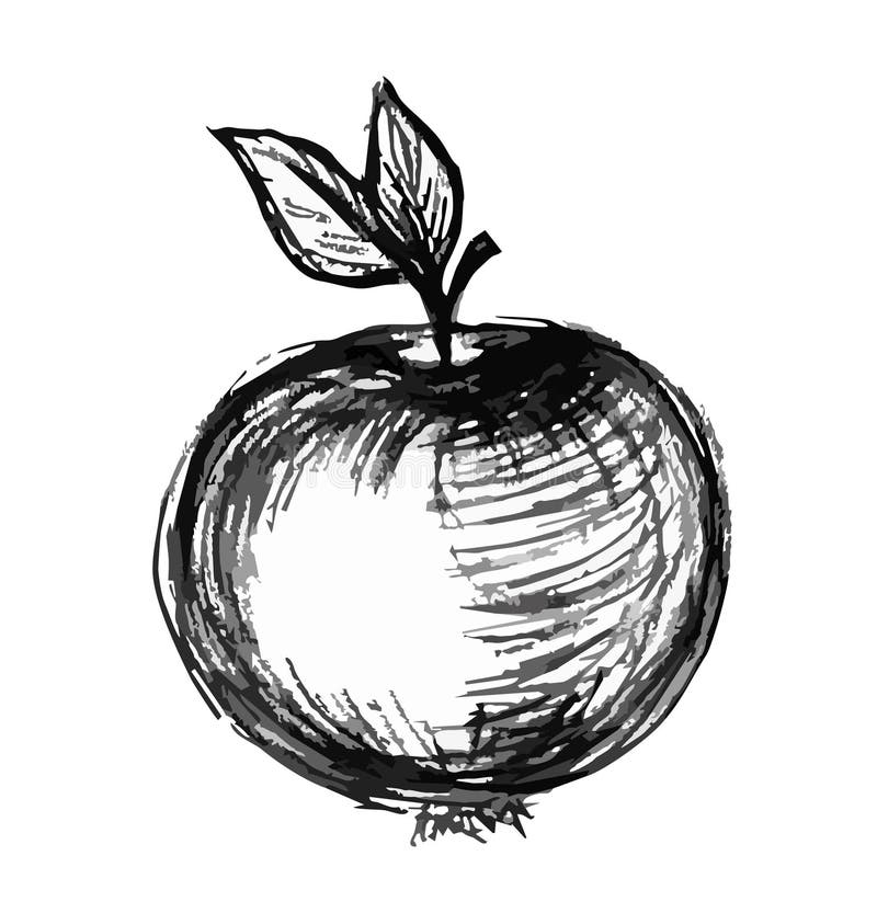 The apple ink sketch. stock vector. Illustration of black - 293350037