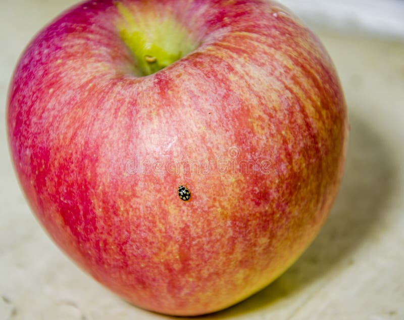Apple and Insects stock photo. Image of lady, flower - 134262732