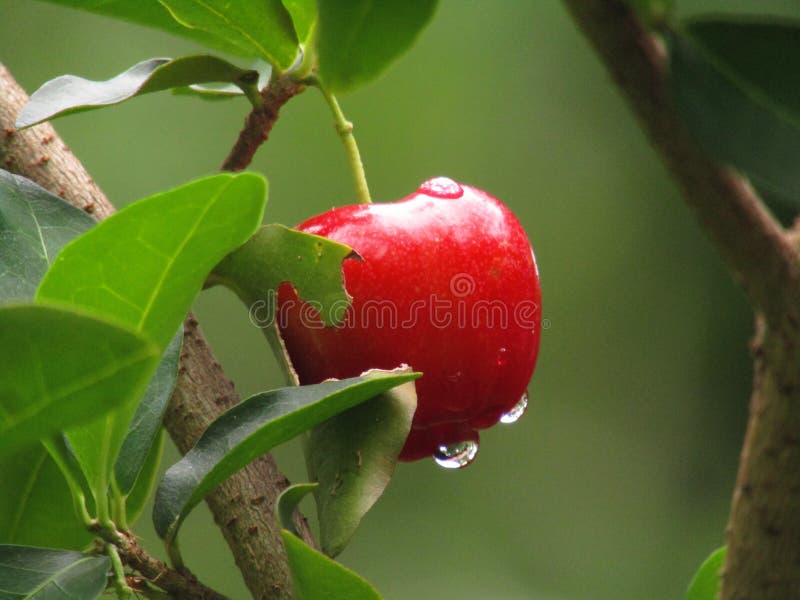 Apple of jungle stock image. Image of fruit, apple, jungle - 166303519