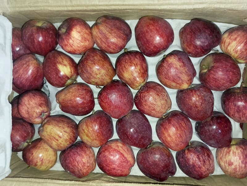 Apple from Kashmir King of Fruit and Love Stock Photo - Image of love ...