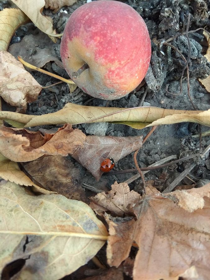 Apple and ladybird stock photo. Image of insect, apple - 133459562