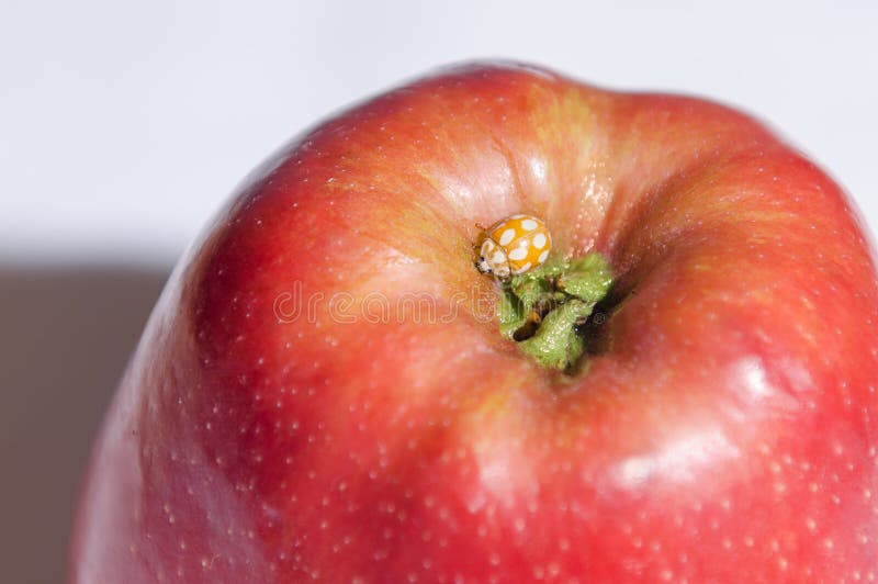 Apple and ladybug stock photo. Image of sitting, antennae - 43253210