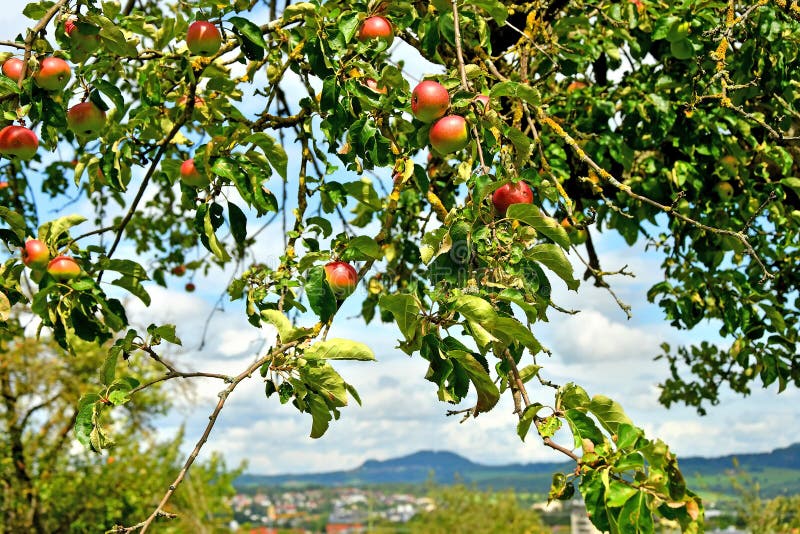 Apples on a Tree with Landscape Stock Photo - Image of food, apples ...