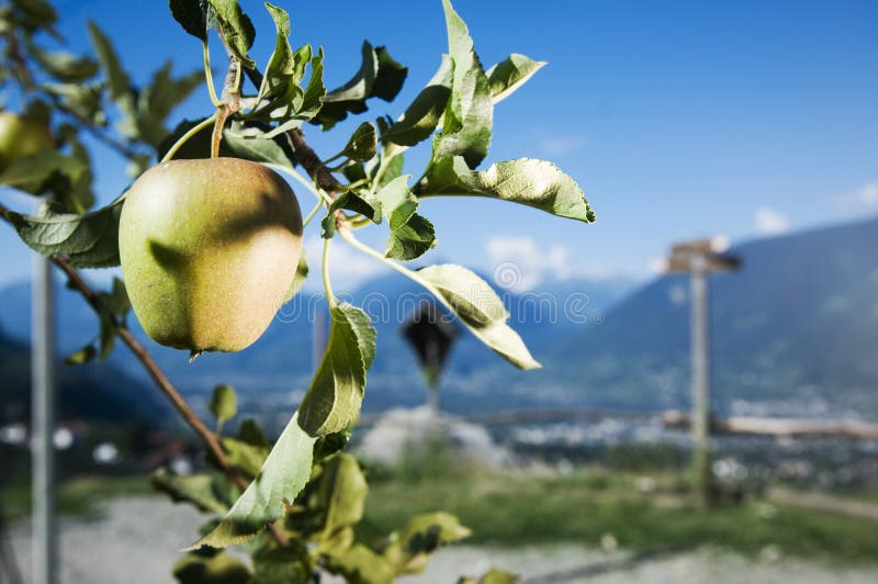 Apple in the landscape stock image. Image of mature, tree - 43536327