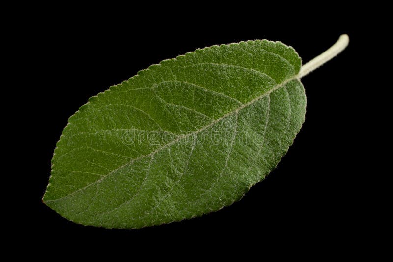 Apple leaf closeup stock photo. Image of nature, color - 197749460