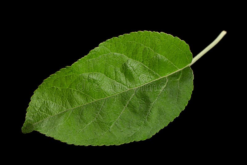 Apple leaf closeup stock image. Image of leaf, nature - 202150081
