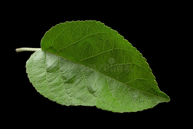 Apple leaf closeup stock photo. Image of color, floral - 260647064