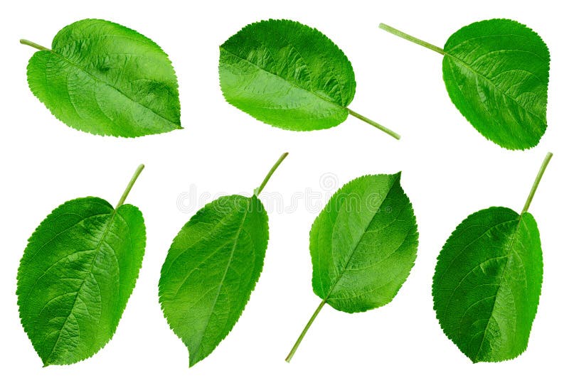 Apple leaf isolated stock image. Image of garden, fresh - 142406681