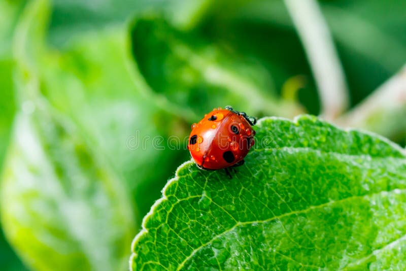Apple Leaf with Ladybug and Raindrops in the Garden on Spring Stock ...