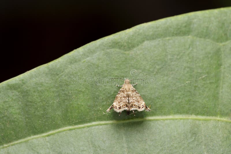 Apple Leaf Skeletonizer Moth, Choreutis Pariana, Satara, Maharashtra ...