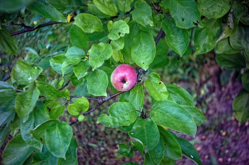 Apple Leaves in the Garden in Summer Stock Photo - Image of summer ...