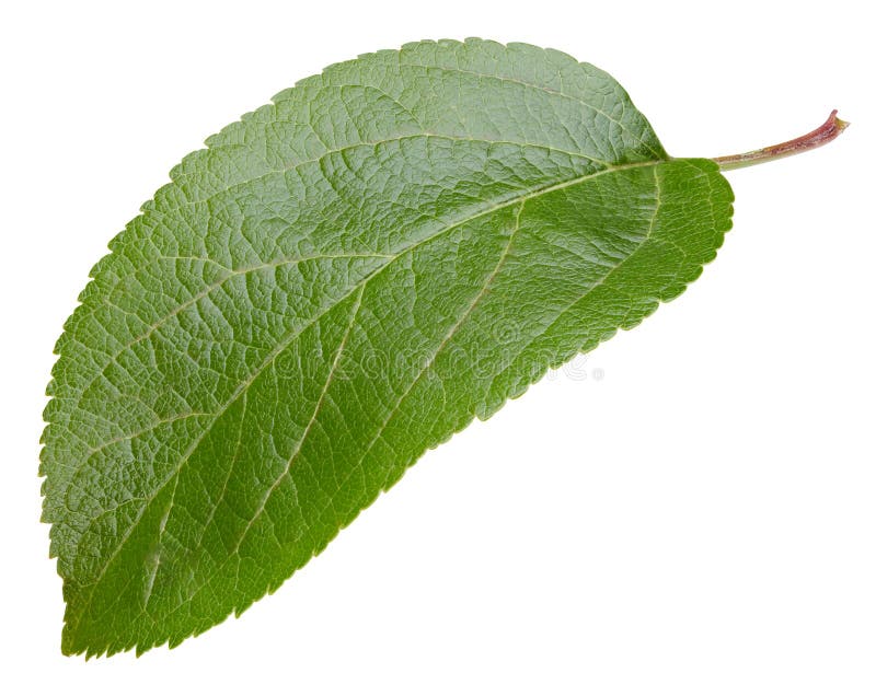 Apple Leaves Isolated on White Clipping Path Stock Photo - Image of ...