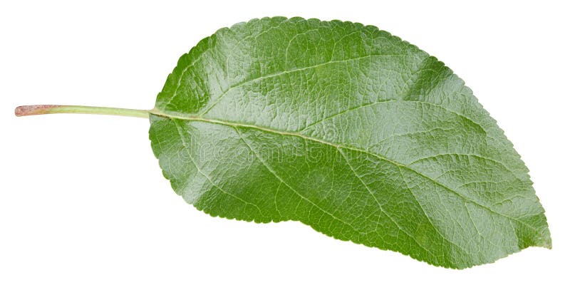 Apple Leaves Isolated on White Stock Image - Image of fruit, vitamins ...