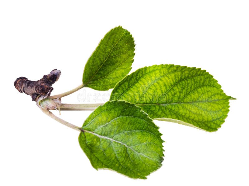 Apple Leaves Isolated on a White Background. Stock Image - Image of ...