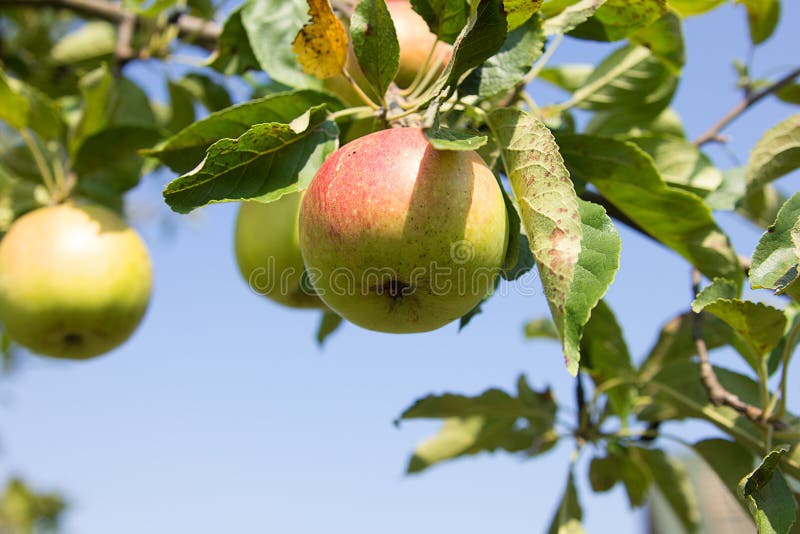 Apple with leaves stock photo. Image of ripe, apple, leaves - 71618190