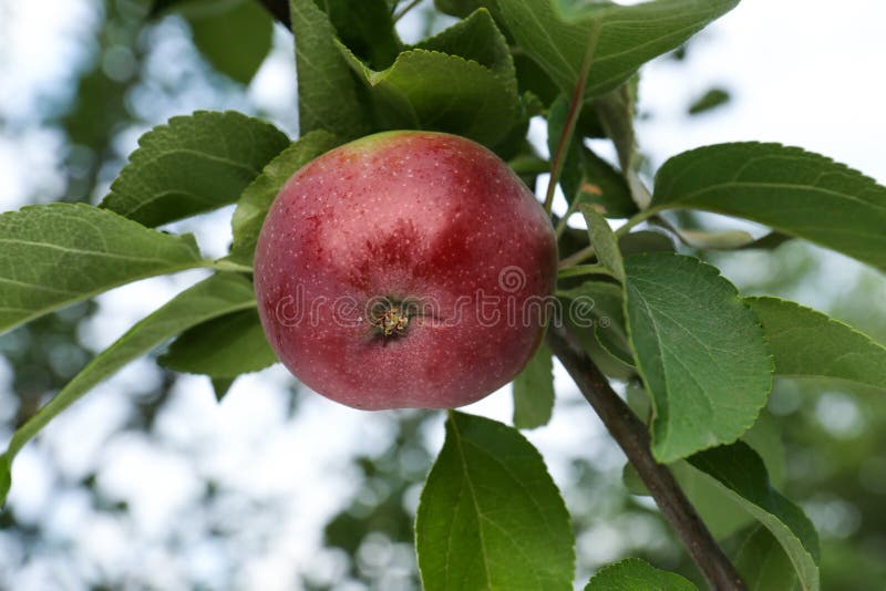 Apple and Leaves on Tree Branch in Garden, Low Angle View Stock Photo ...