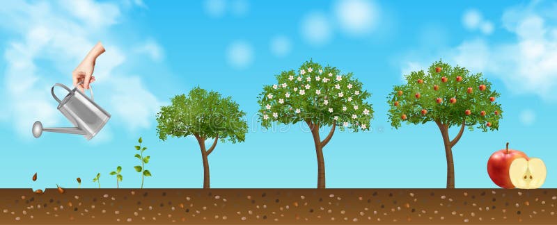 Life Cycle Apple Tree Stock Illustrations – 144 Life Cycle Apple Tree ...