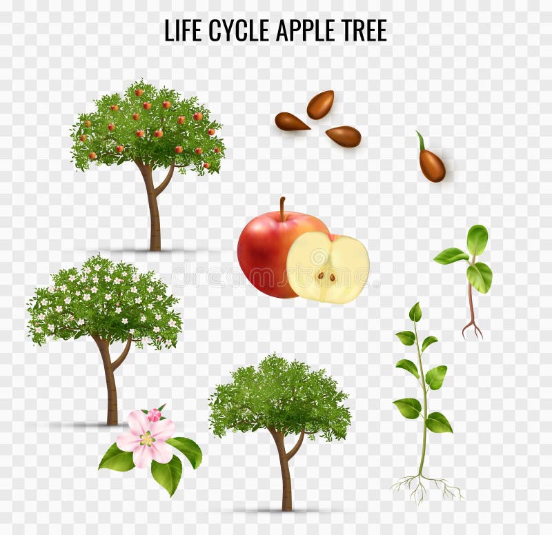 Apple Life Cycle Transparent Set Stock Vector - Illustration of botanic ...