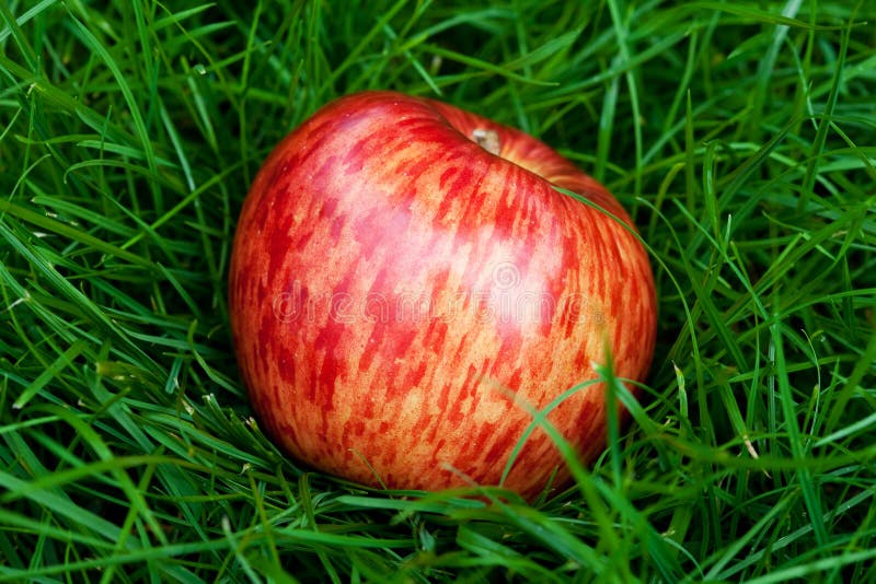 Apple lying on green grass stock image. Image of contrasts - 16737839